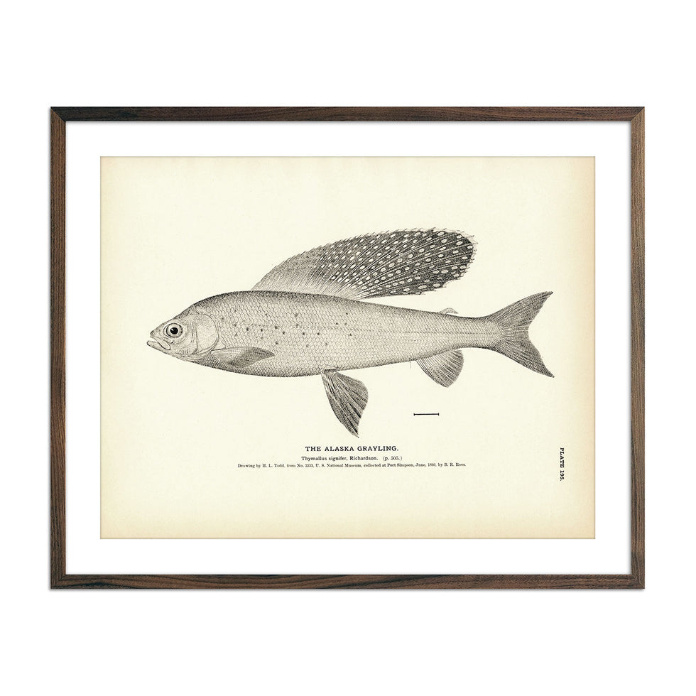 1884 Fish Print Drawings | Vintage Fish Prints – Muir Way