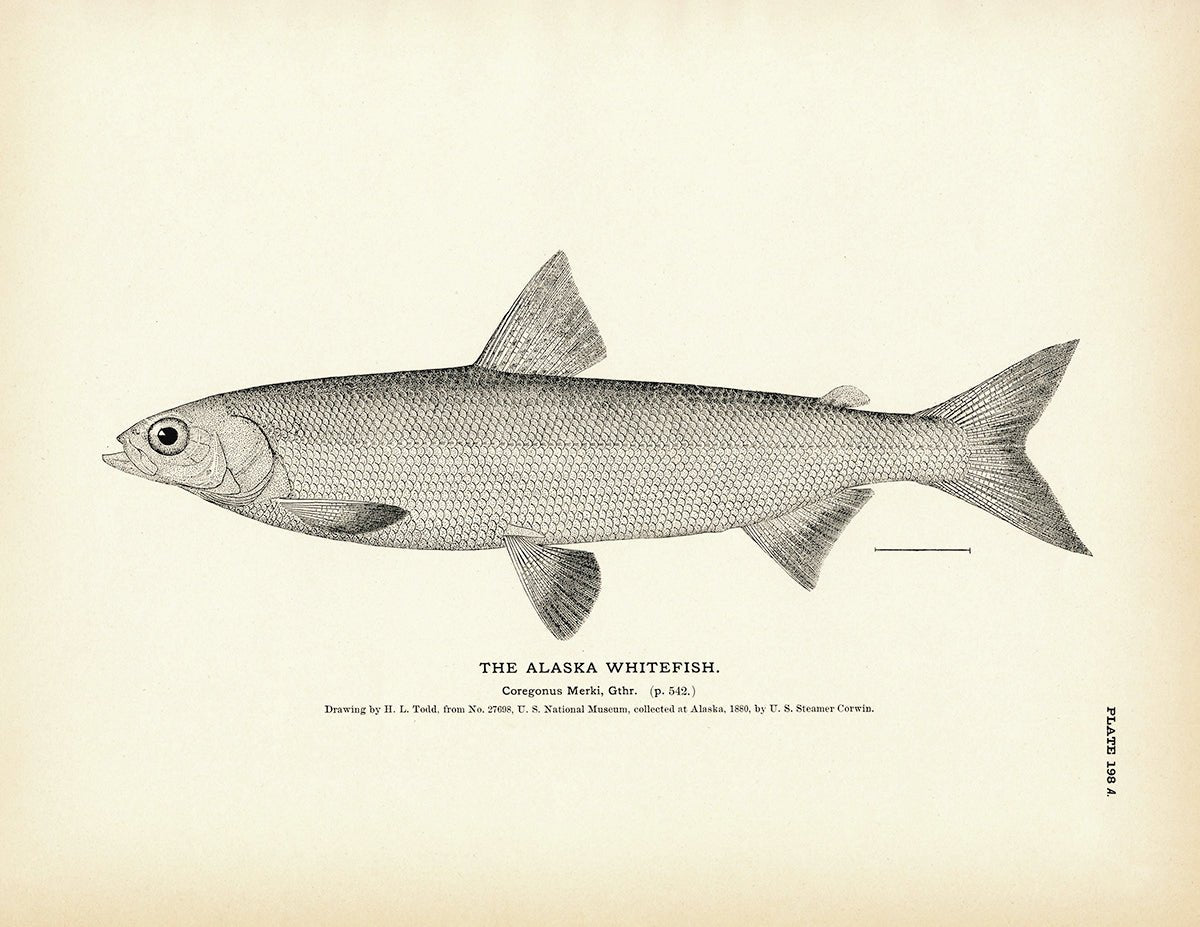 1884 Fish Print Drawings | Vintage Fish Prints – Muir Way