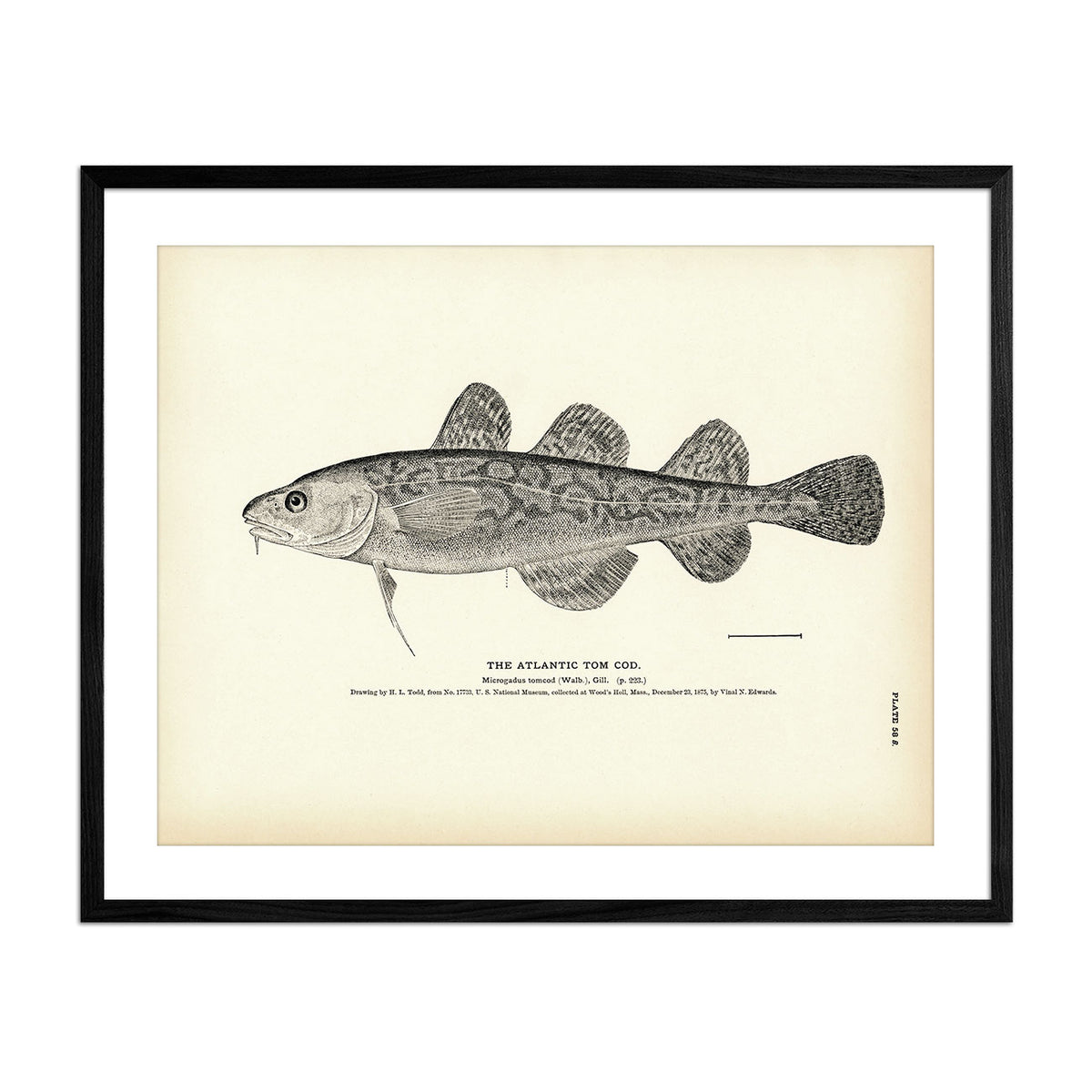 Atlantic Tom Cod - 1884 Print | Muir Way
