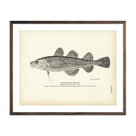 Atlantic Tom Cod - 1884 Print | Muir Way
