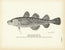 Atlantic Tom Cod - 1884 Print | Muir Way