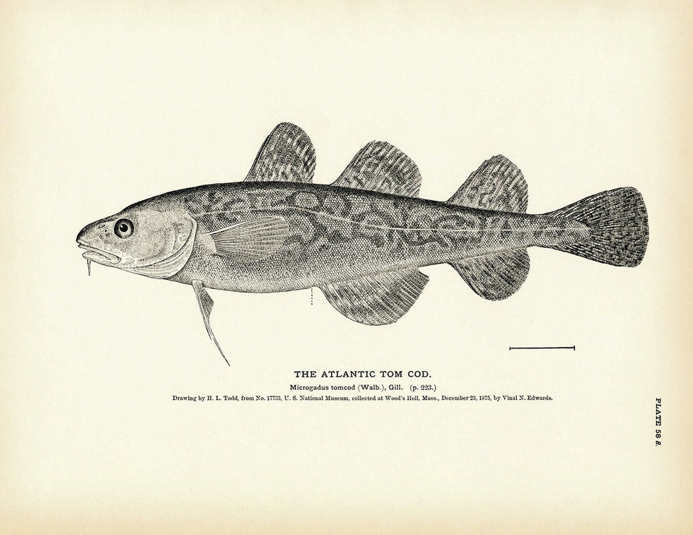 Atlantic Tom Cod - 1884 Print | Muir Way