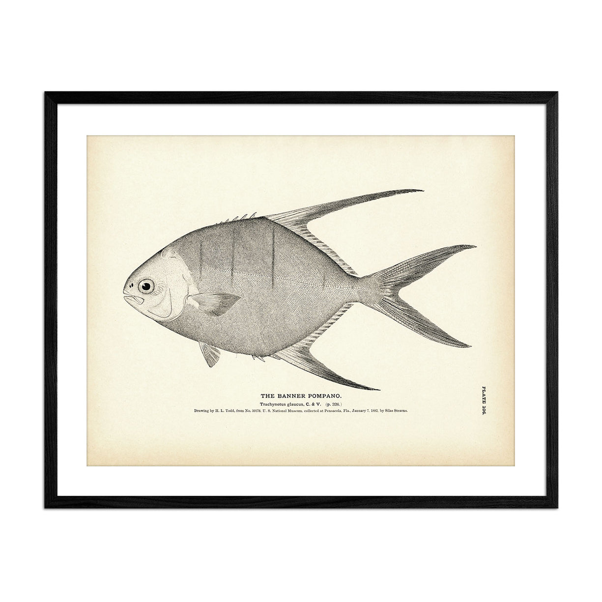 Banner Pompano - 1884 Print | Muir Way