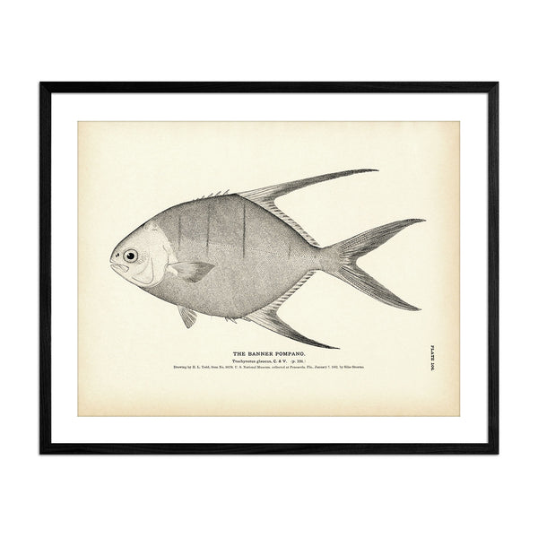 Banner Pompano - 1884 Print | Muir Way