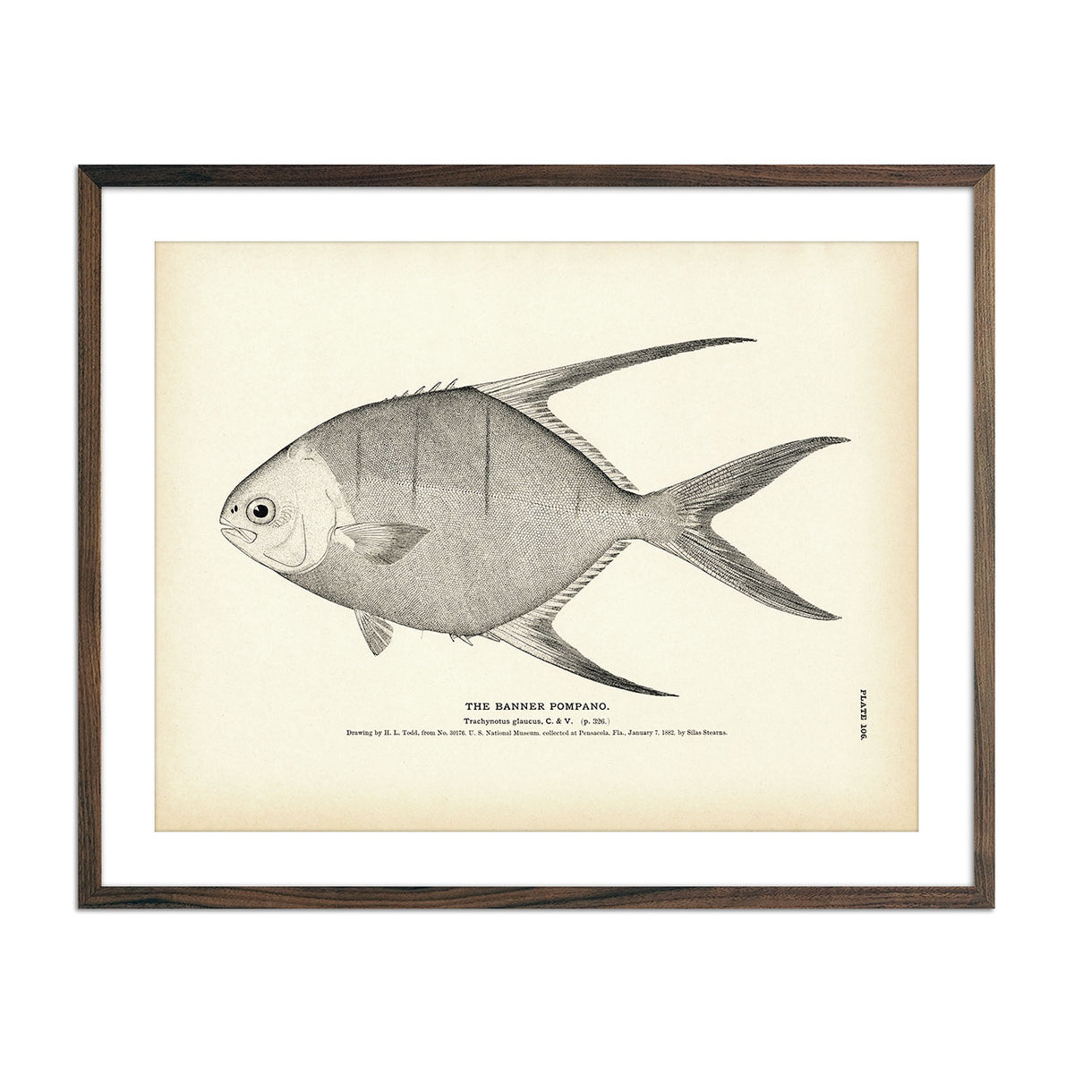 Banner Pompano - 1884 Print | Muir Way