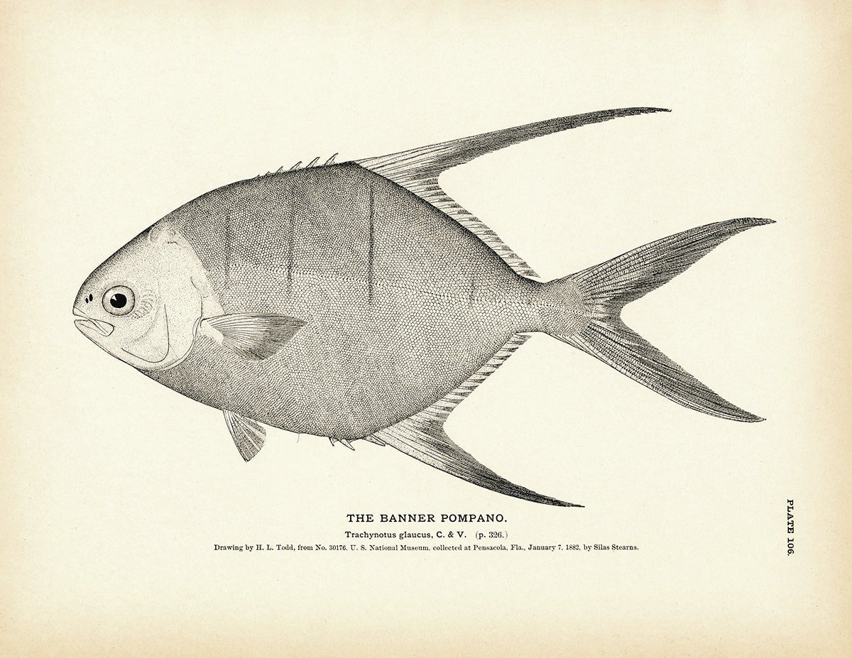 Banner Pompano - 1884 Print | Muir Way