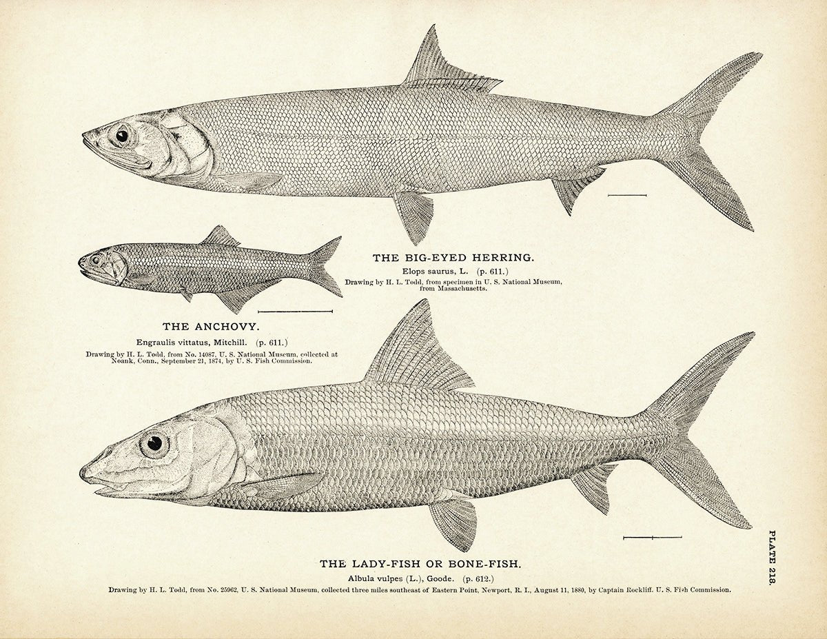 Big-Eyed Herring, Anchovy, and Lady-Fish (Bone-Fish) - 1884 Print ...