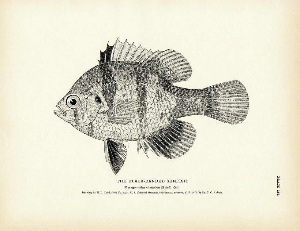 Black-Banded Sunfish - 1884 Print | Muir Way
