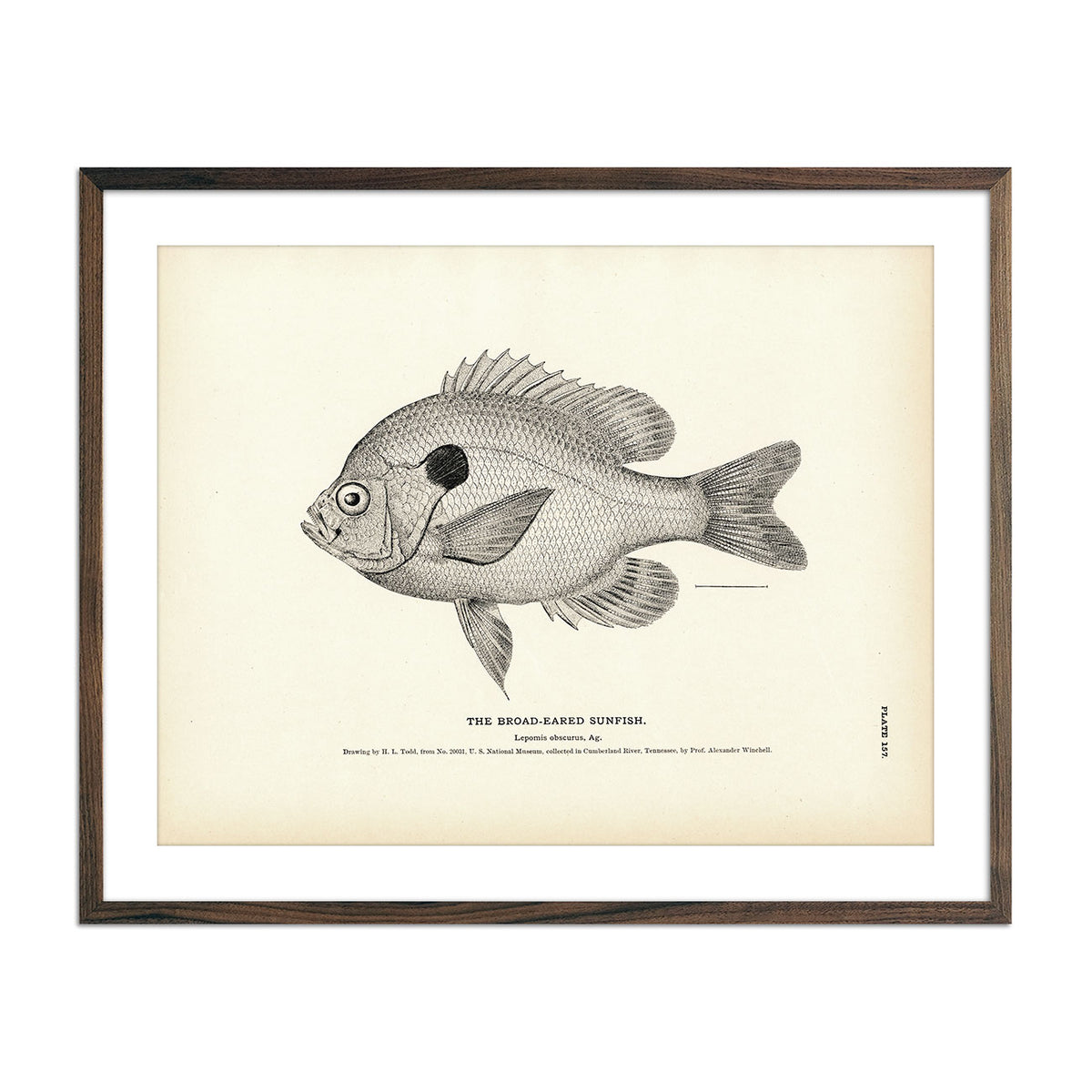 Broad-Eared Sunfish - 1884 Print | Muir Way