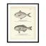 Butterfish (Dollar-Fish) and Log-Fish (Black Rudder-Fish) - 1884 Print ...