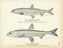 California Surf Smelt and Alaska Surf Smelt - 1884 Print | Muir Way