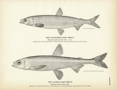 California Surf Smelt and Alaska Surf Smelt - 1884 Print | Muir Way