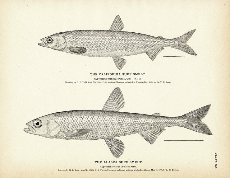 California Surf Smelt and Alaska Surf Smelt - 1884 Print | Muir Way