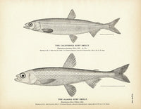 California Surf Smelt and Alaska Surf Smelt - 1884 Print | Muir Way