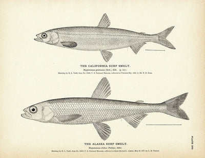 California Surf Smelt and Alaska Surf Smelt - 1884 Print | Muir Way