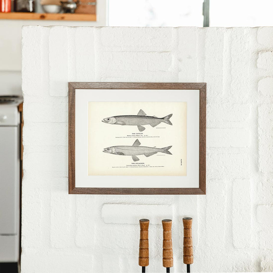 Capelin and Eulachon - 1884 Print | Muir Way
