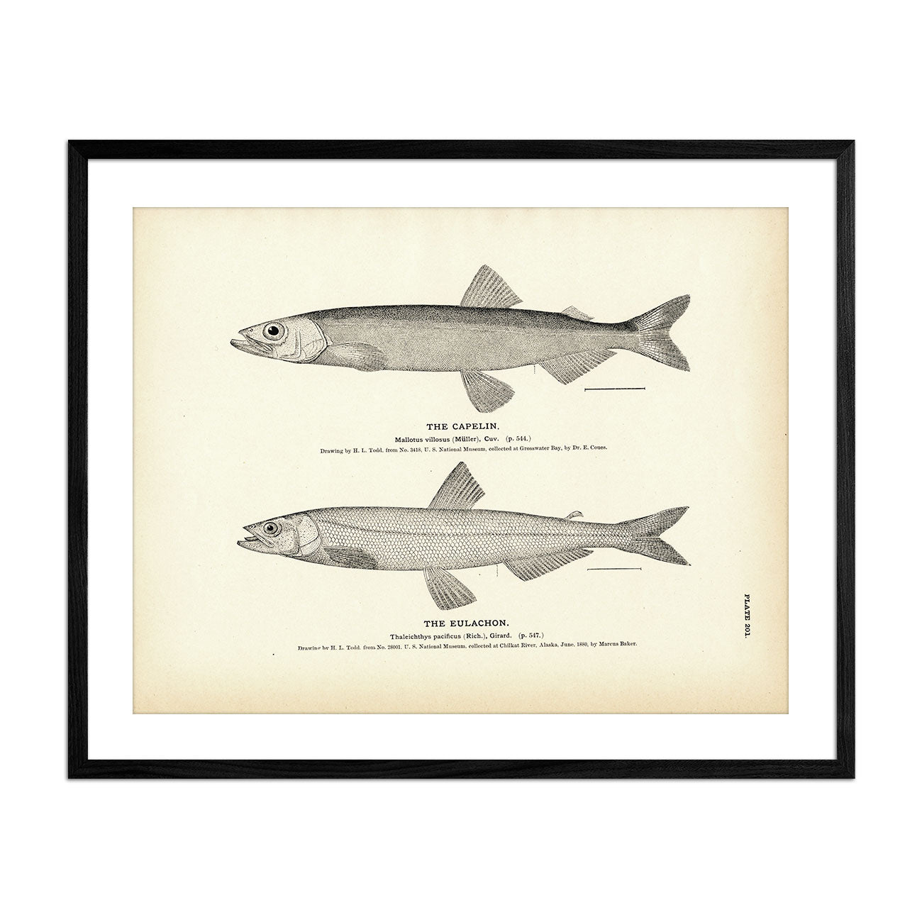 Capelin and Eulachon - 1884 Print | Muir Way