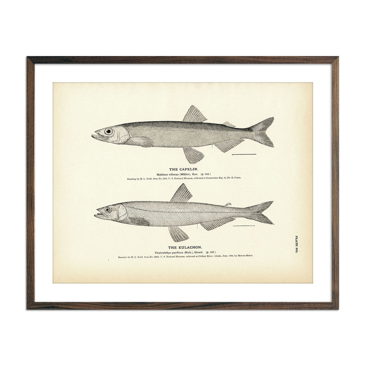 Capelin and Eulachon - 1884 Print | Muir Way