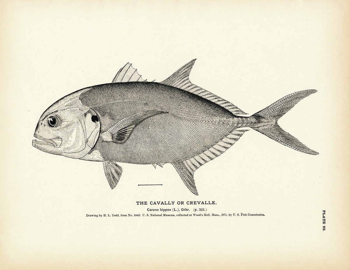 Cavally (Crevalle) - 1884 Print | Muir Way