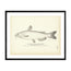 Channel Catfish - 1884 Print | Muir Way