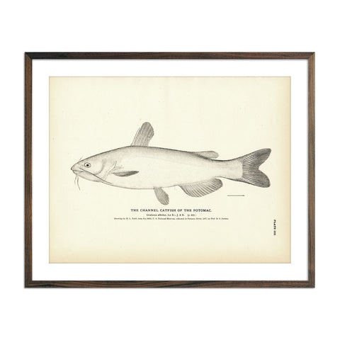 Channel Catfish - 1884 Print | Muir Way