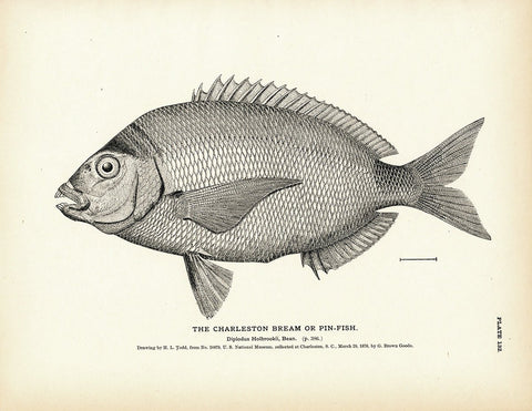 Charleston Bream (Pin-Fish) - 1884 Print | Muir Way
