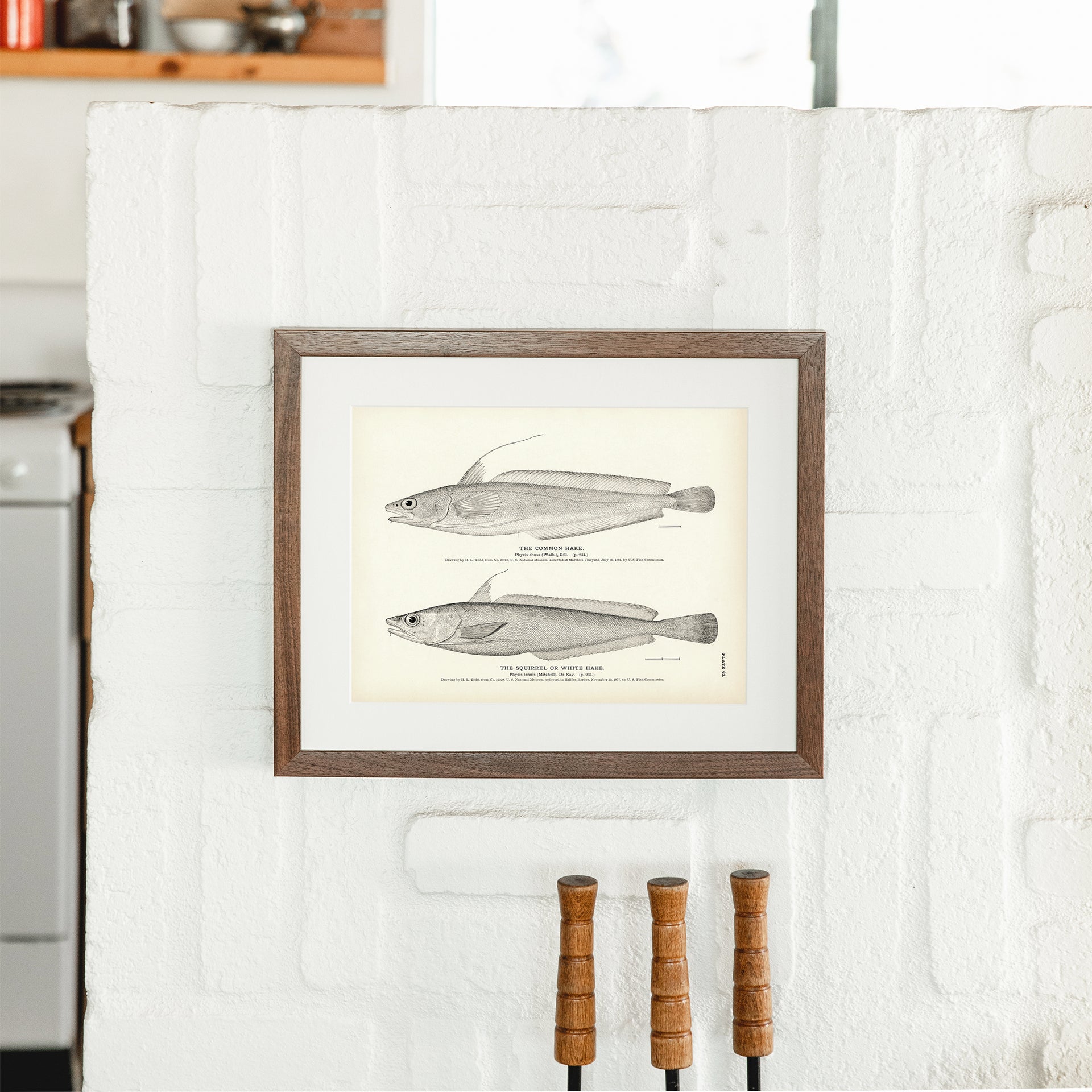Common Hake and Squirrel (White Hake) - 1884 Print | Muir Way