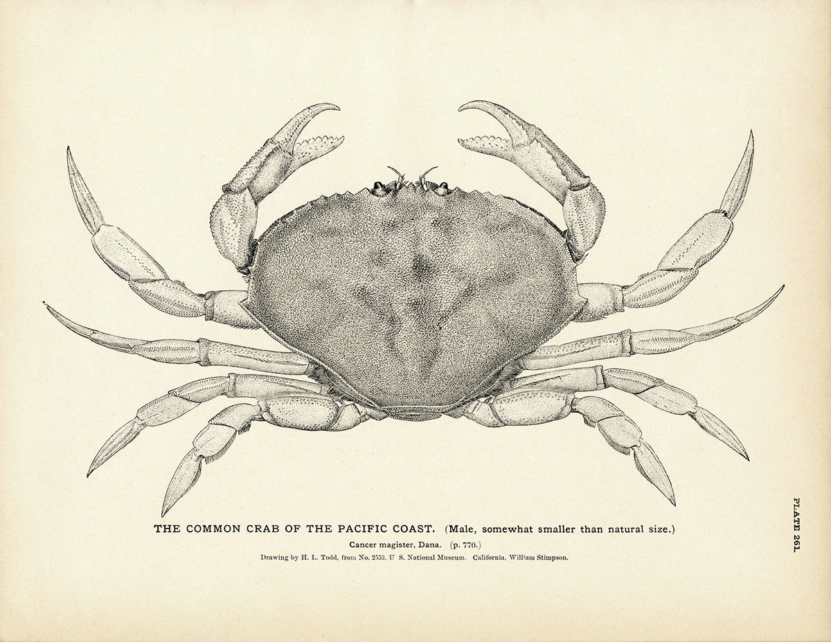 Common Crab of the Pacific Coast - 1884 Print | Muir Way