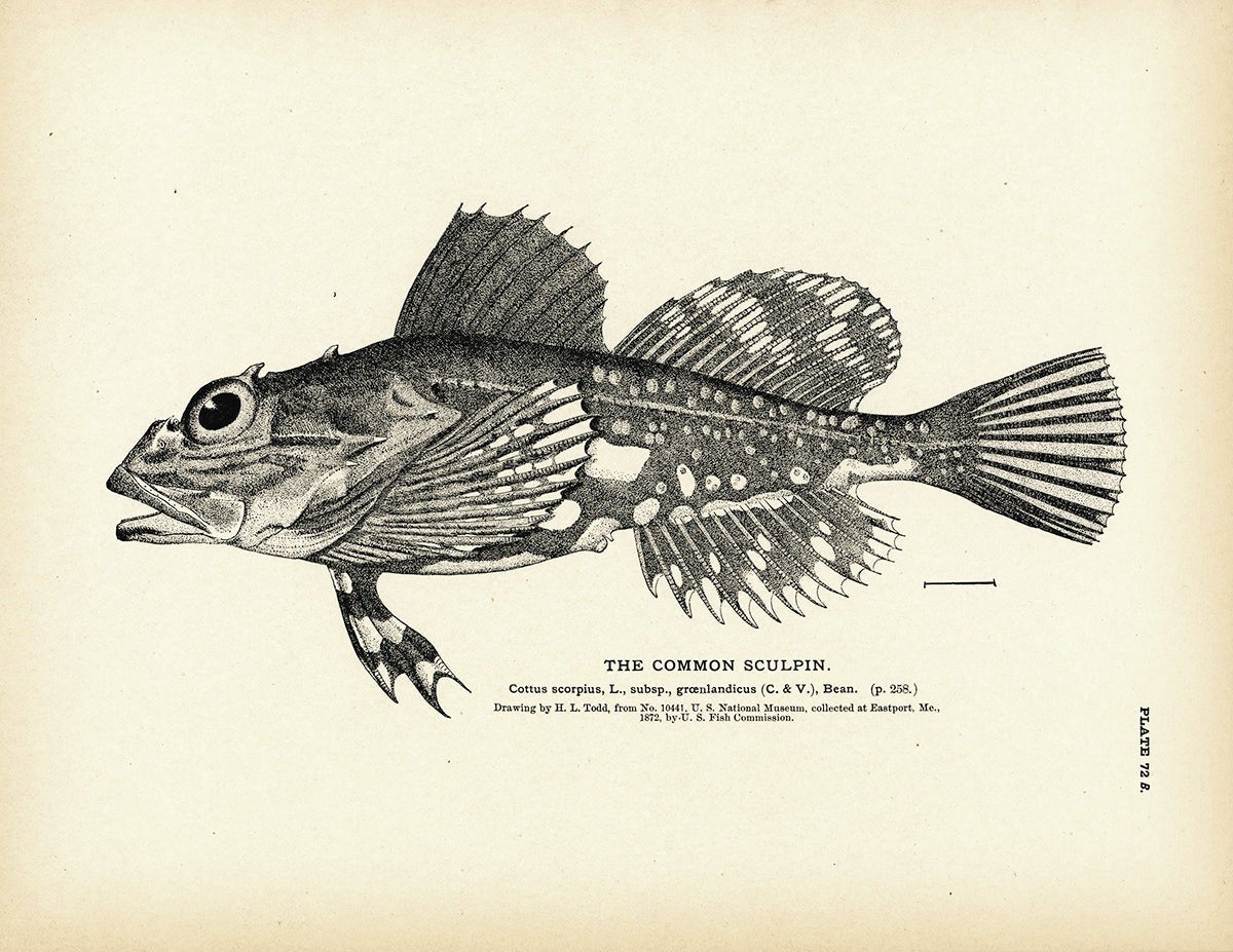 Common Sculpin - 1884 Print | Muir Way