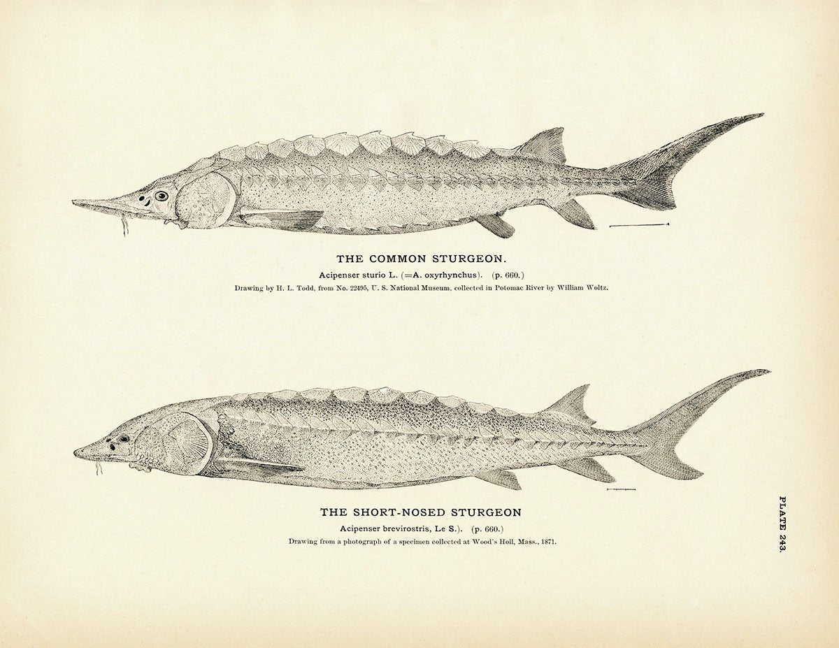 Common Sturgeon and Short-Nosed Sturgeon - 1884 Print | Muir Way