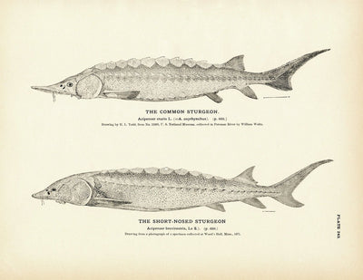Common Sturgeon and Short-Nosed Sturgeon - 1884 Print | Muir Way