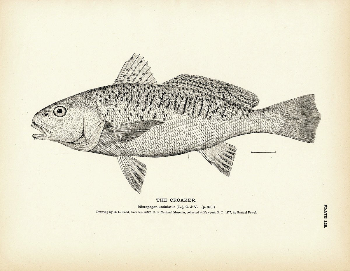 1884 Fish Print Drawings | Vintage Fish Prints – Page 3 – Muir Way