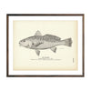 Croaker - 1884 Print | Muir Way