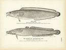 Cusk and Burbot (Freshwater Cusk) - 1884 Print | Muir Way