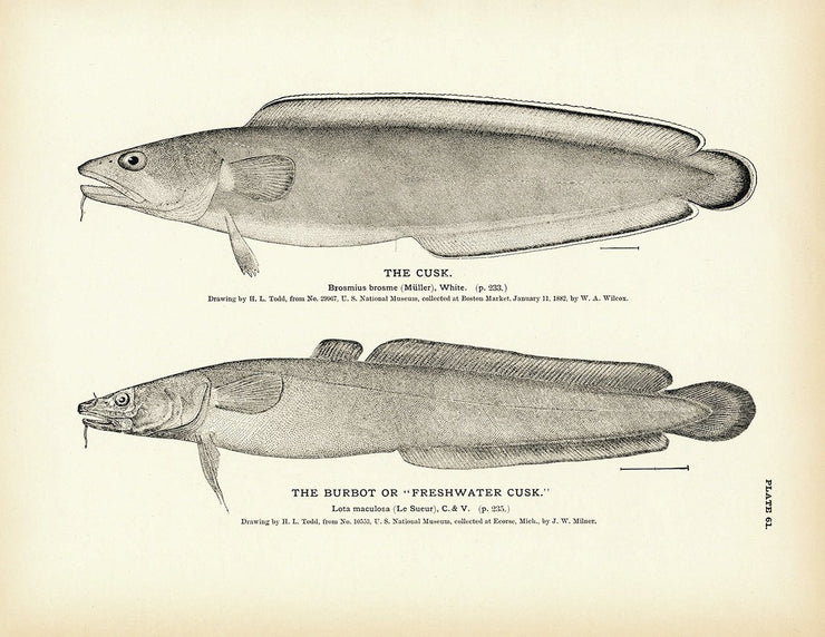 Cusk and Burbot (Freshwater Cusk) - 1884 Print | Muir Way