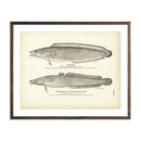 Cusk and Burbot (Freshwater Cusk) - 1884 Print | Muir Way