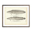 Cusk and Burbot (Freshwater Cusk) - 1884 Print | Muir Way