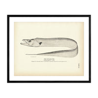 Cutlass-Fish - 1884 Print | Muir Way