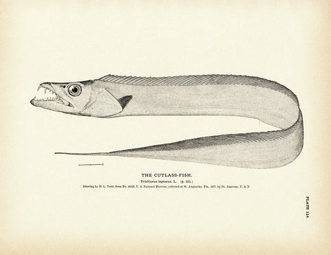 Cutlass-Fish - 1884 Print | Muir Way