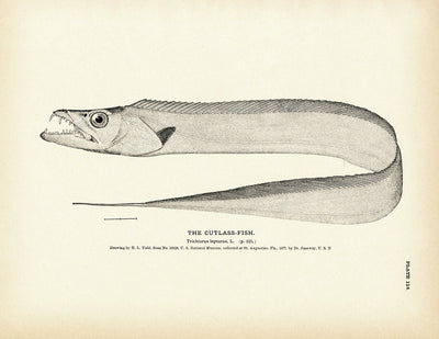 Cutlass-Fish - 1884 Print | Muir Way