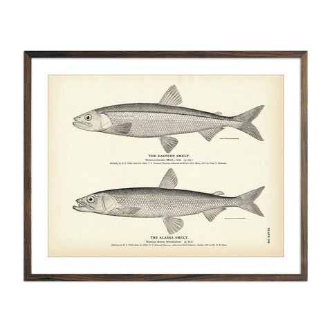Eastern Smelt and Alaska Smelt - 1884 Print | Muir Way