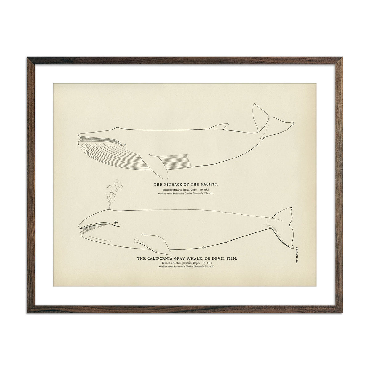 Finback and California Gray Whale (Devil-Fish) - 1884 Print | Muir Way
