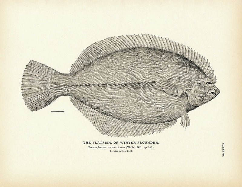 Flatfish (Winter Flounder) - 1884 Print | Muir Way
