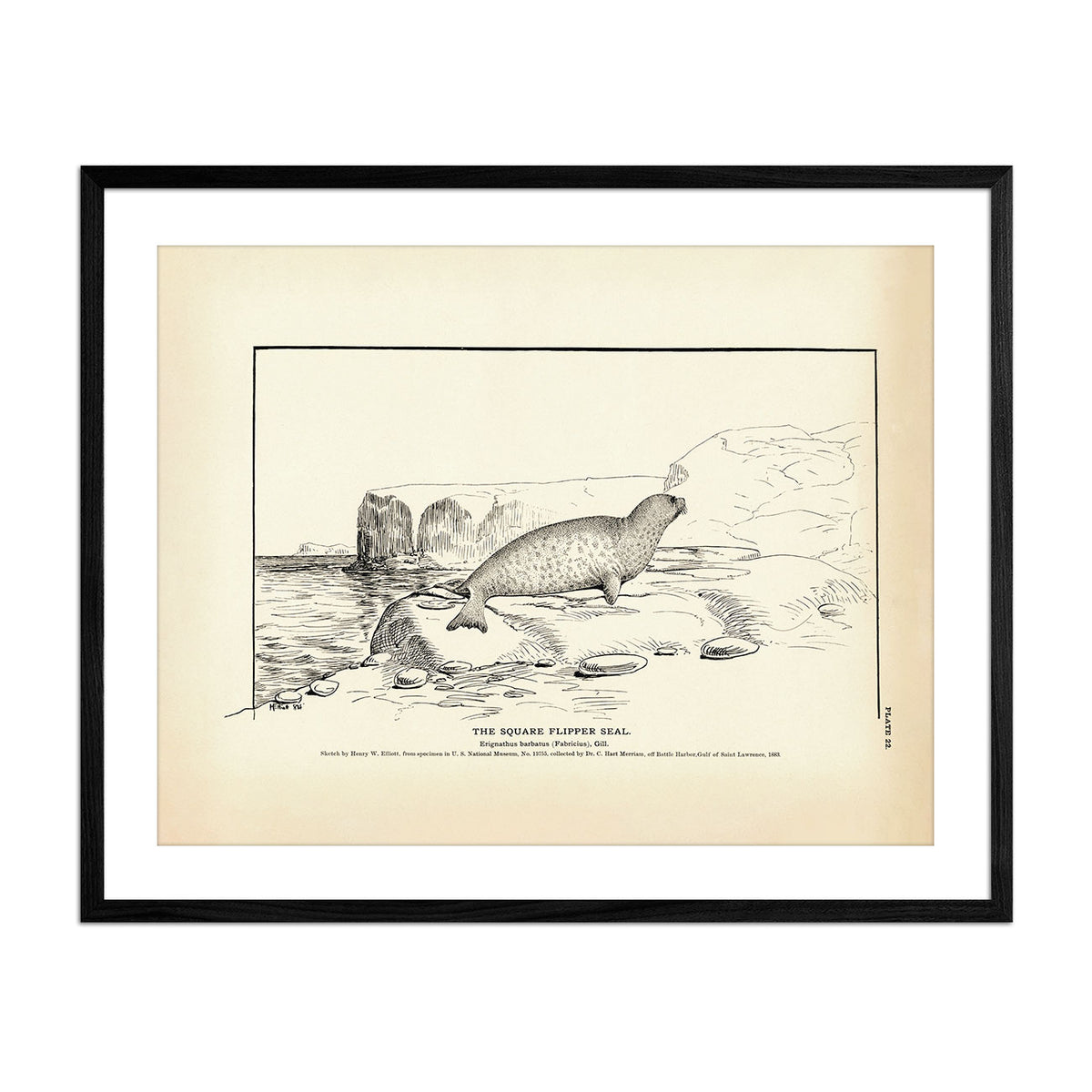 Square Flipper Seal - 1884 Print | Muir Way