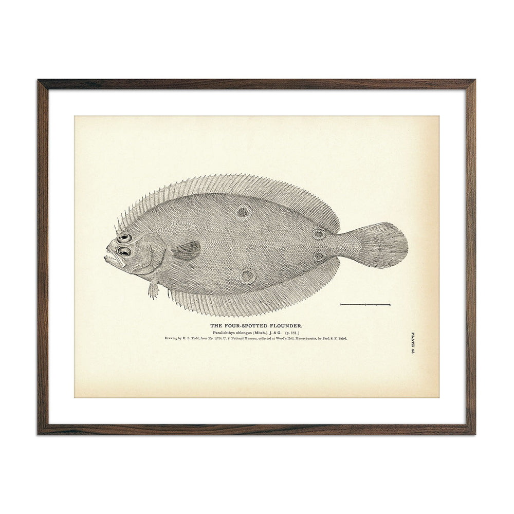 1884 Fish Drawings Tagged "flounder" - Muir Way