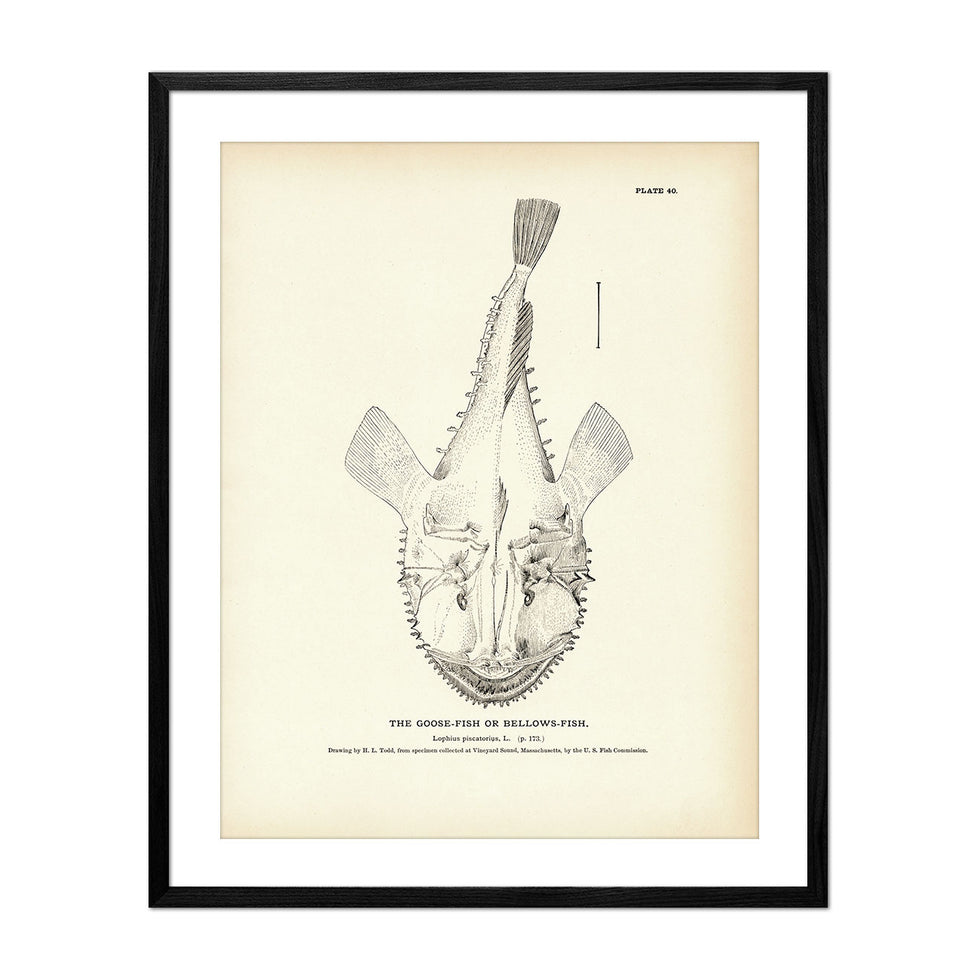 Goose-Fish (Bellows-Fish) - 1884 Print | Muir Way