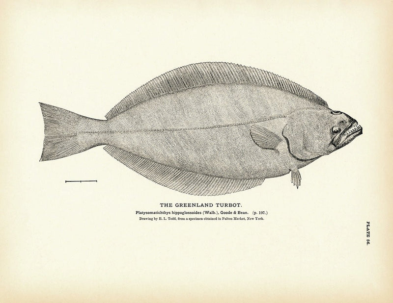 Greenland Turbot - 1884 Print | Muir Way