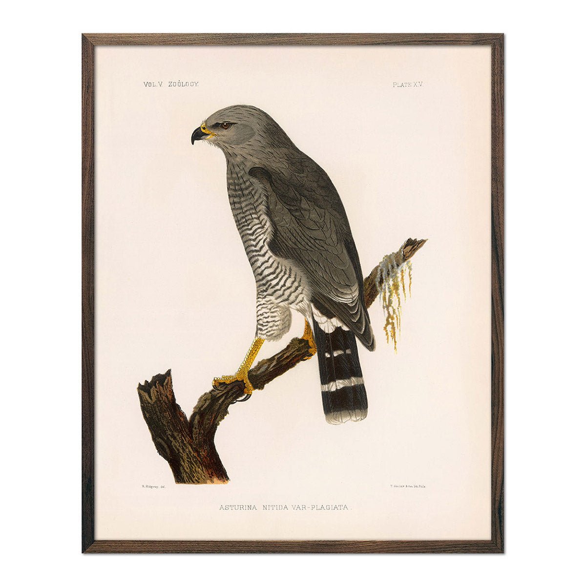 Grey Hawk - 1875 Print | Muir Way