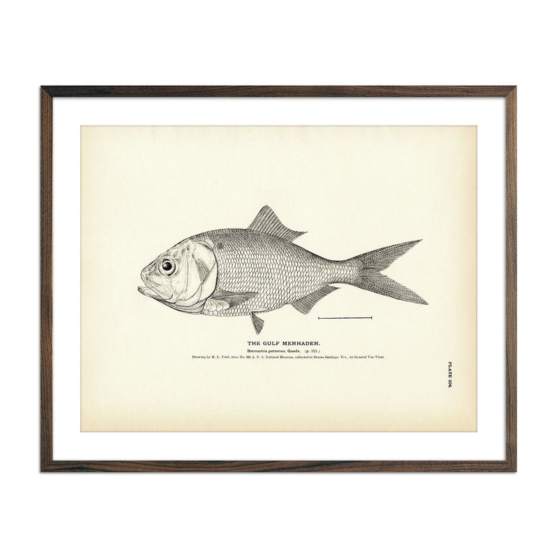 Gulf Menhaden - 1884 Print | Muir Way