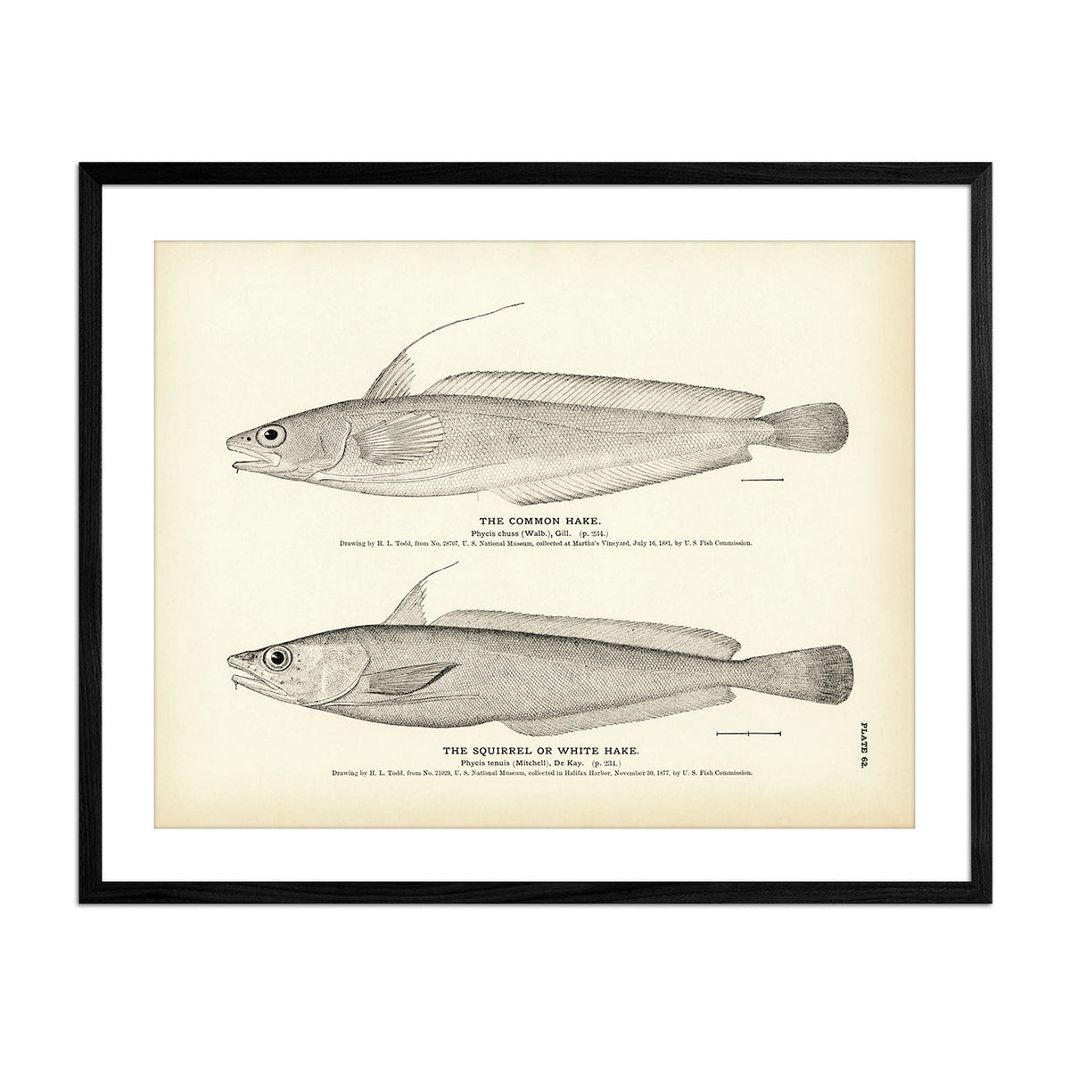 Common Hake and Squirrel (White Hake) - 1884 Print | Muir Way